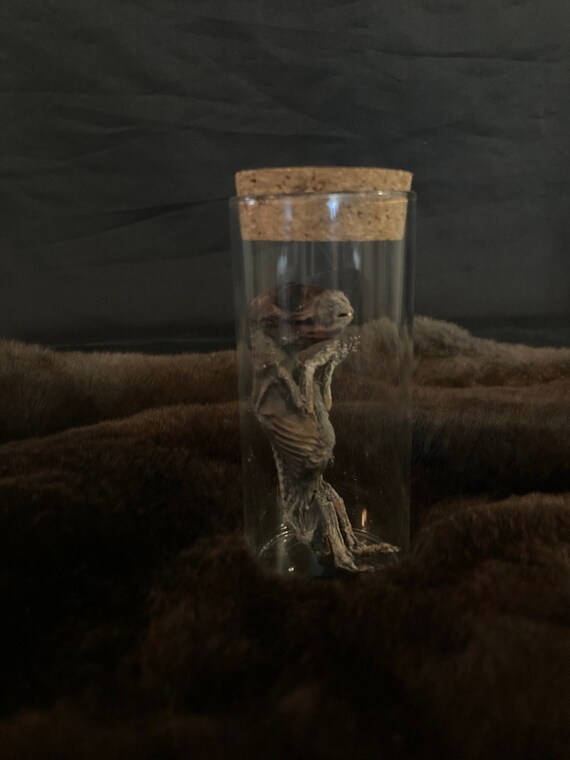 Mummified Rabbit Kit - Etsy