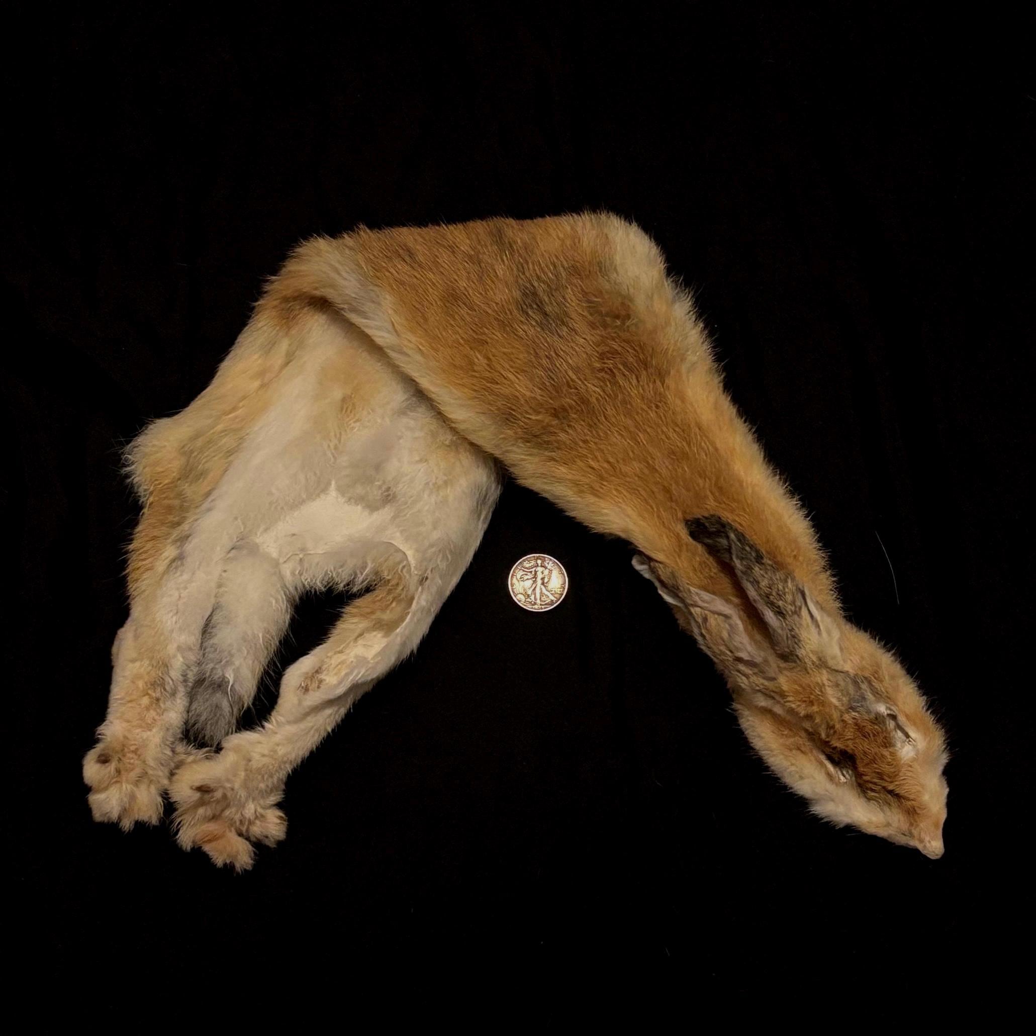 Soft Rabbit Hide | DIY Taxidermy | Soft Mount - Etsy