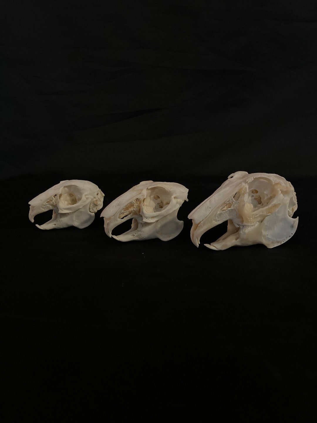Rabbit Skull Set - Etsy