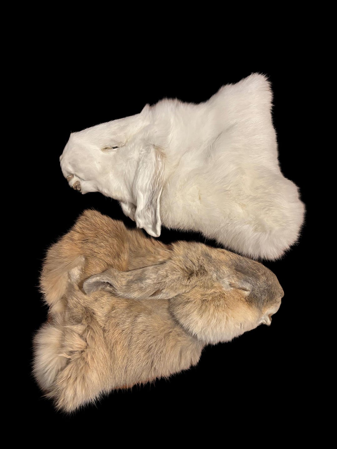 Large Mountable Rabbit Cape - Etsy