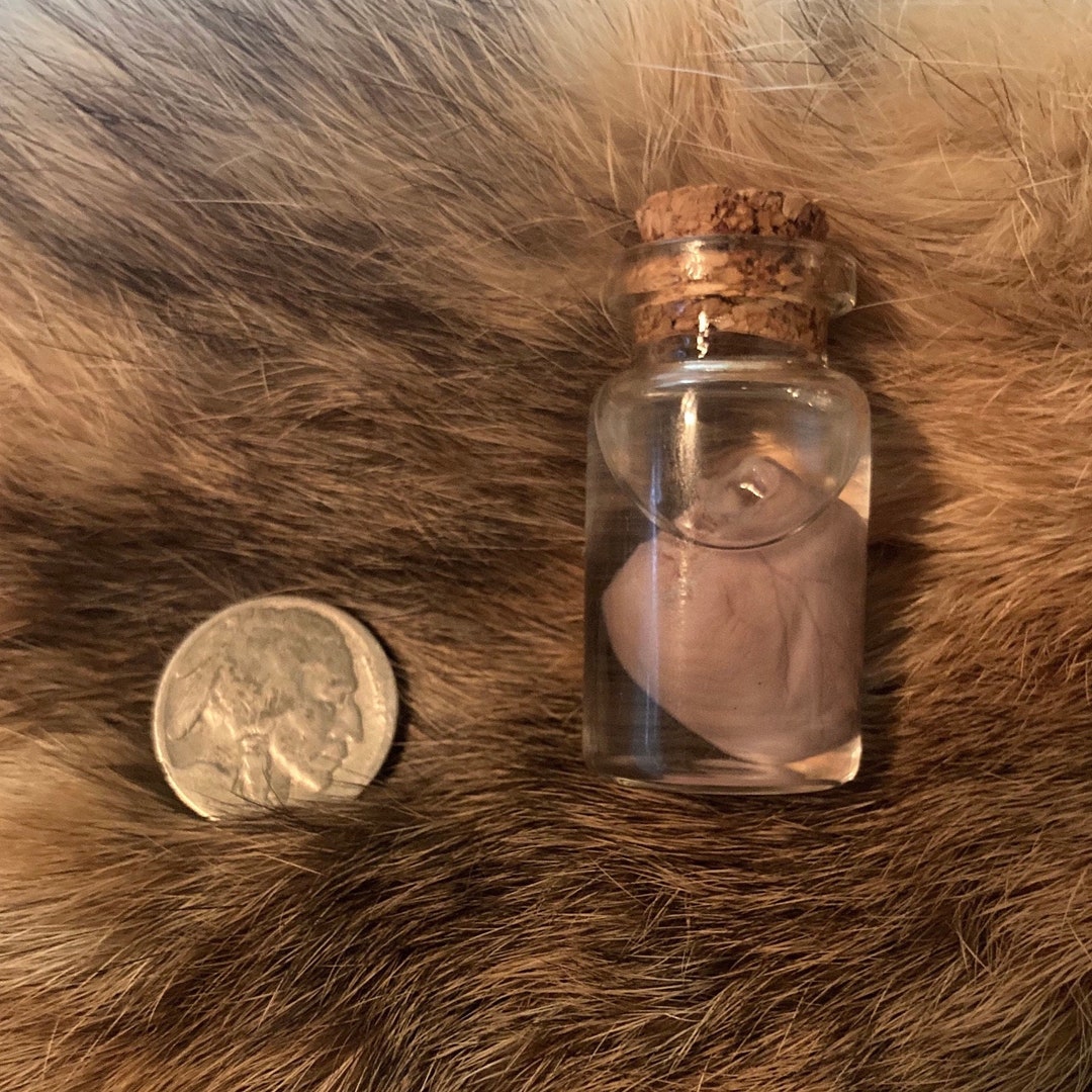 Wet Specimen | Rabbit Heart | Jar Included | Ships Dry - Etsy