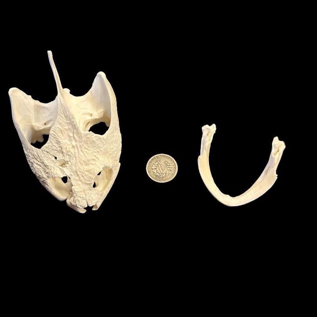 Common Snapping Turtle Skull - Etsy