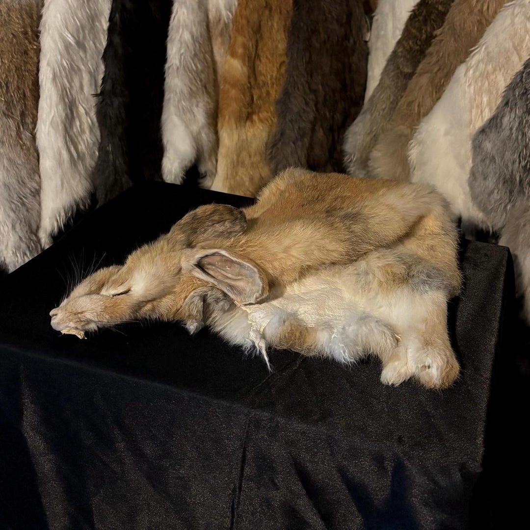 Large Tanned Rabbit Pelt - Etsy