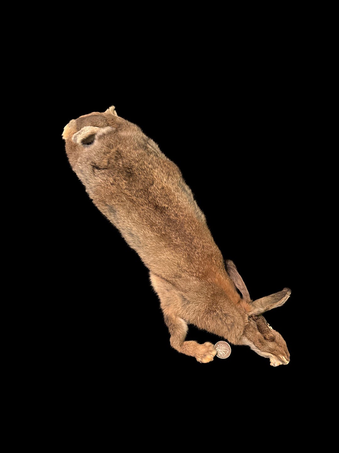 Soft Rabbit Hide | DIY Taxidermy | Soft Mount - Etsy