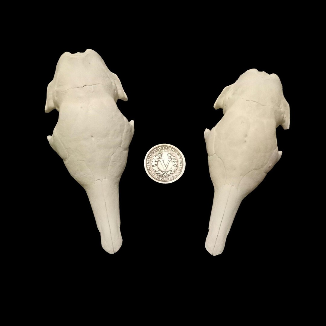 Armadillo Skull No Teeth - Etsy