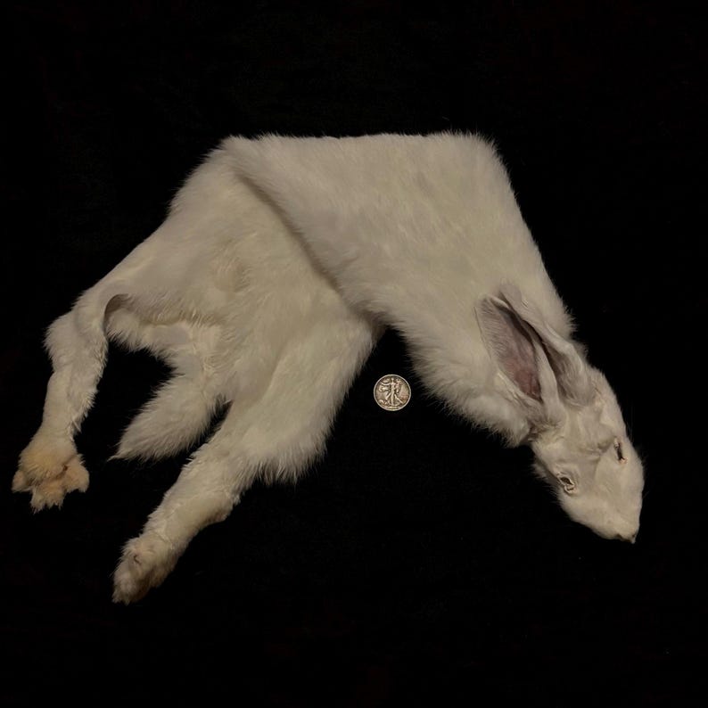 Soft Rabbit Hide | DIY Taxidermy | Soft Mount - Etsy