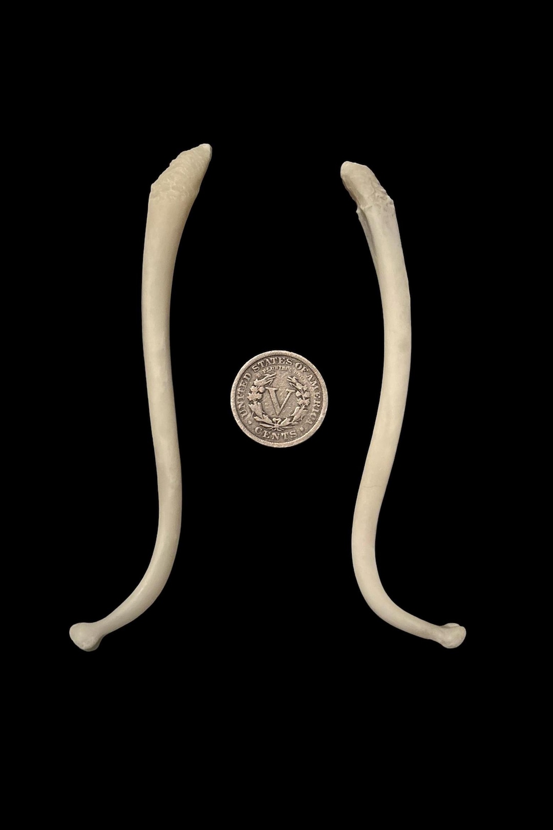 Raccoon Baculum (penile Bone) - Etsy