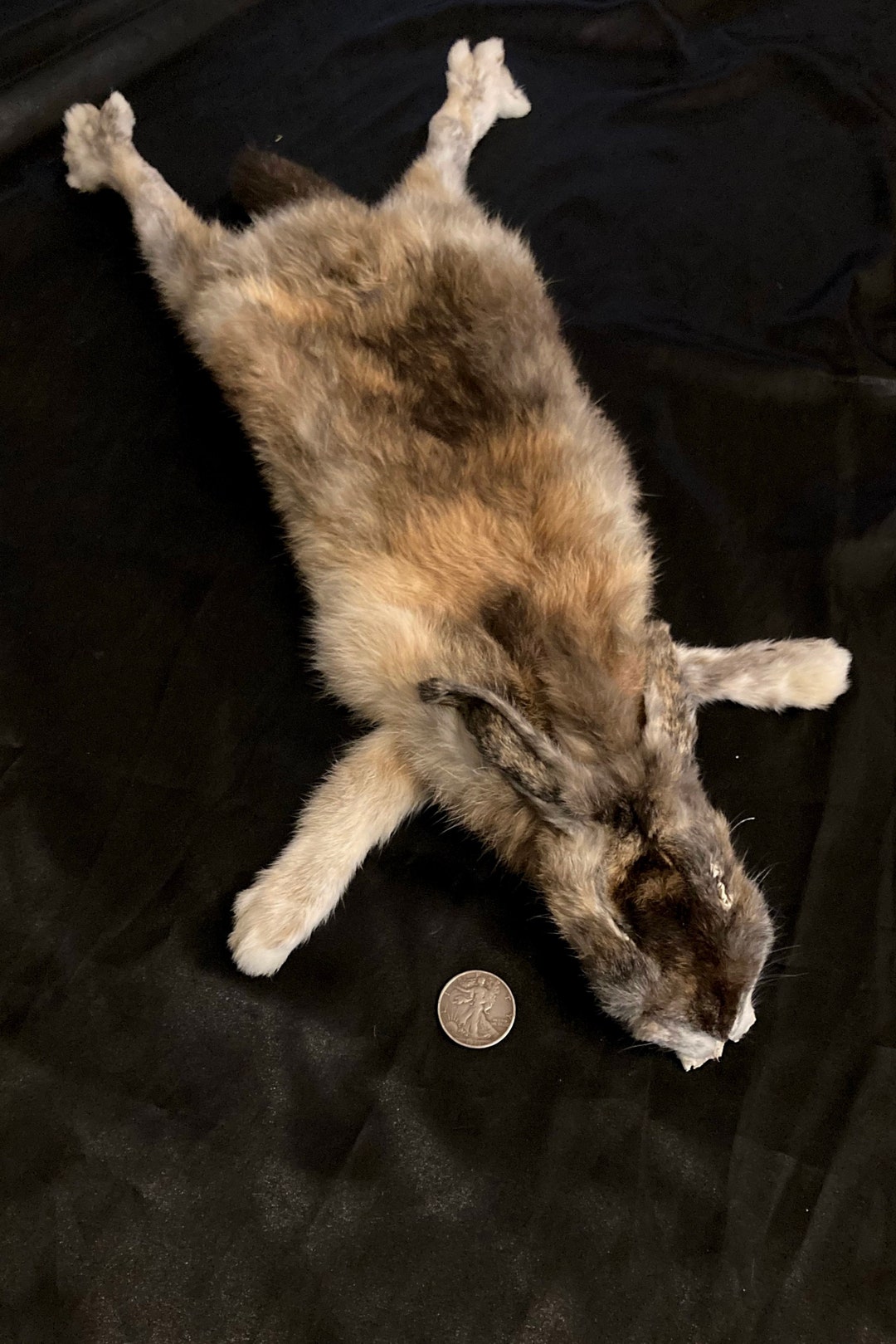 Taxidermy Rabbit Soft Mountable Rabbit Hide DIY Taxidermy - Etsy