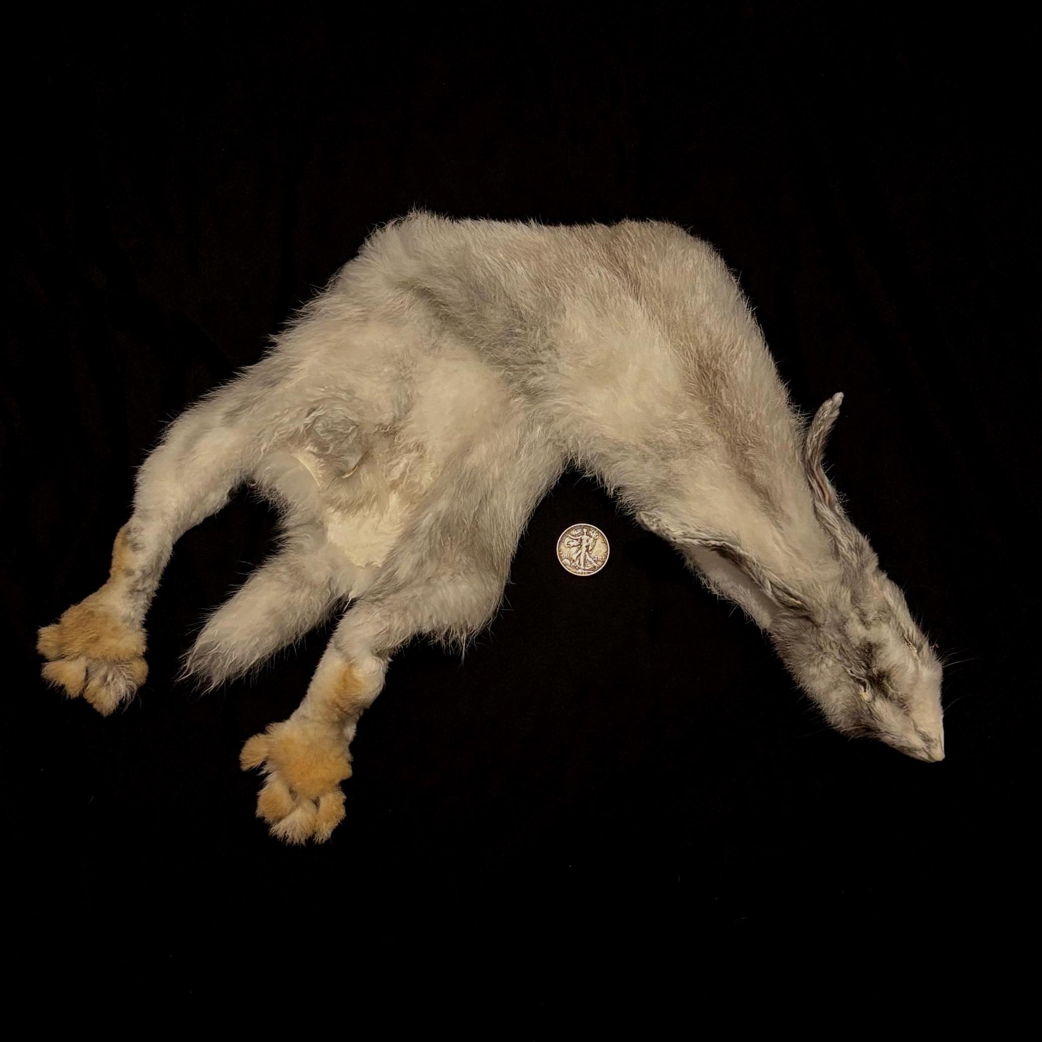 Soft Rabbit Hide | DIY Taxidermy | Soft Mount - Etsy
