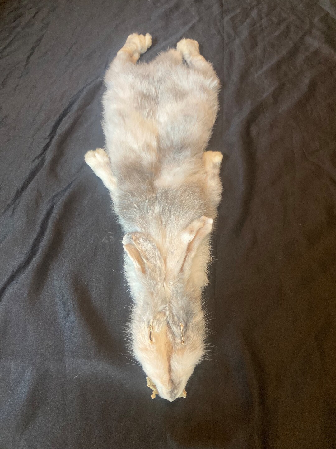 Taxidermy Rabbit Soft Mountable Rabbit Hide DIY Taxidermy - Etsy
