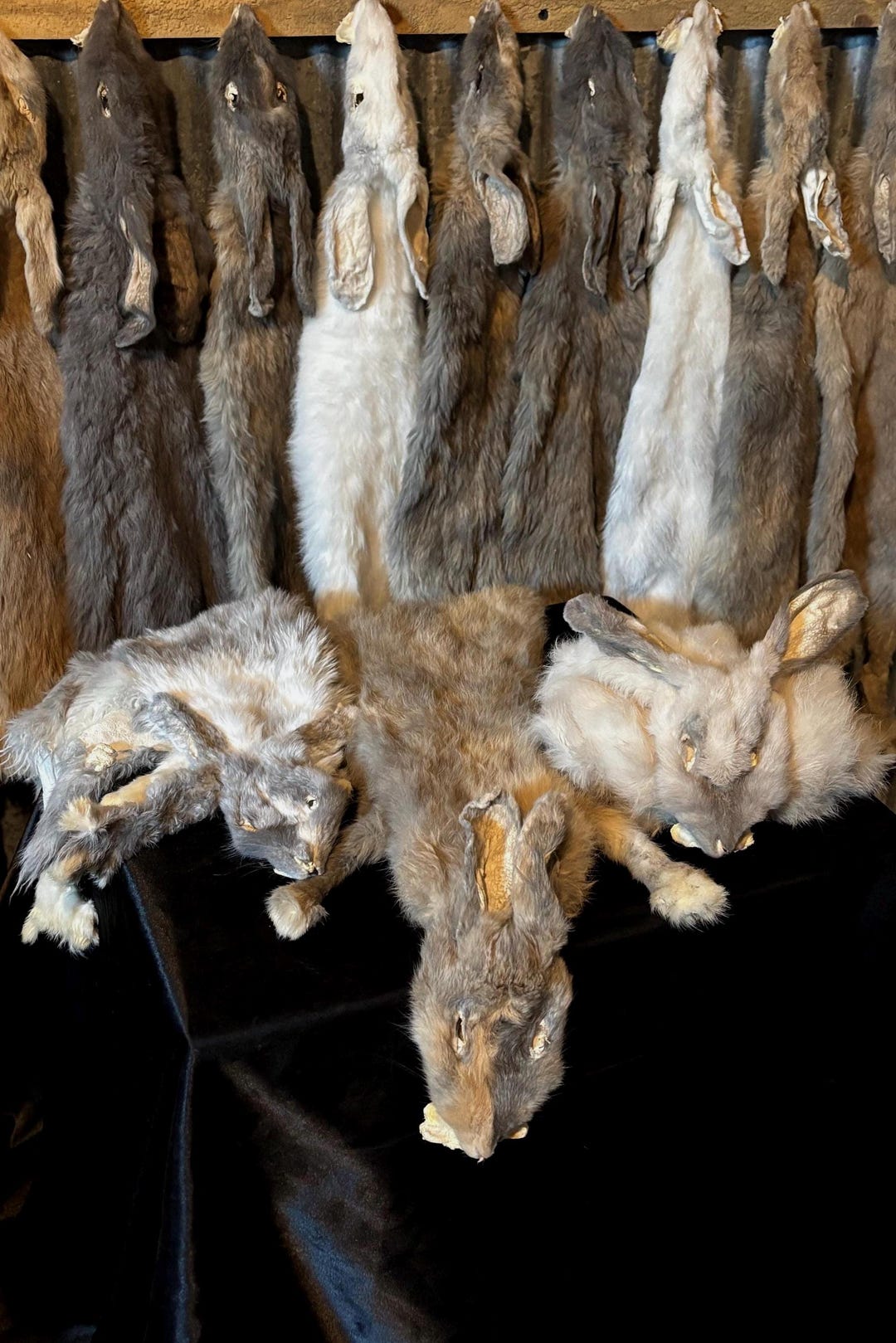 Soft Rabbit Hide | DIY Taxidermy | Soft Mount - Etsy