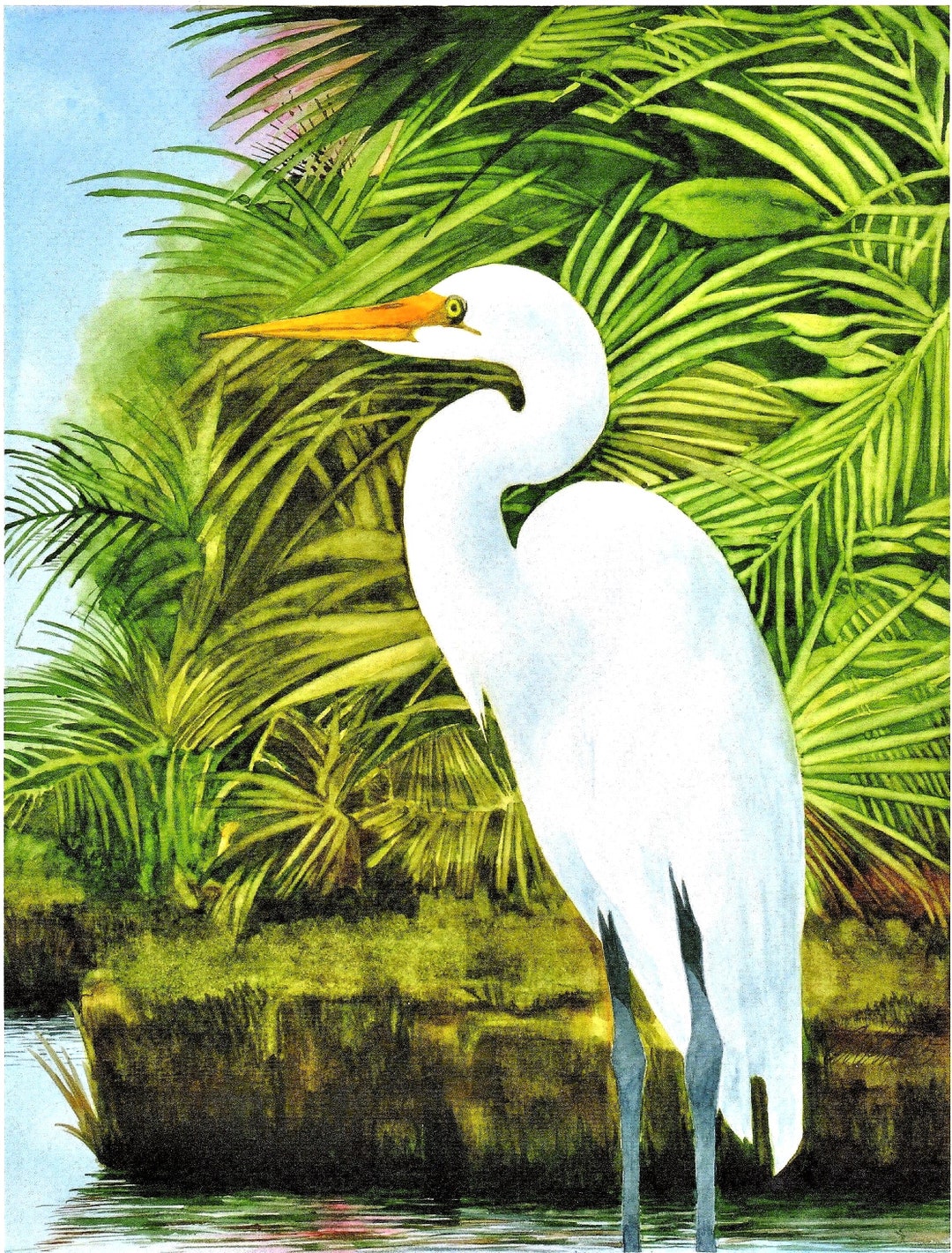 Great White Egret Fine Art Print-fine Art Print of Great White Egret ...