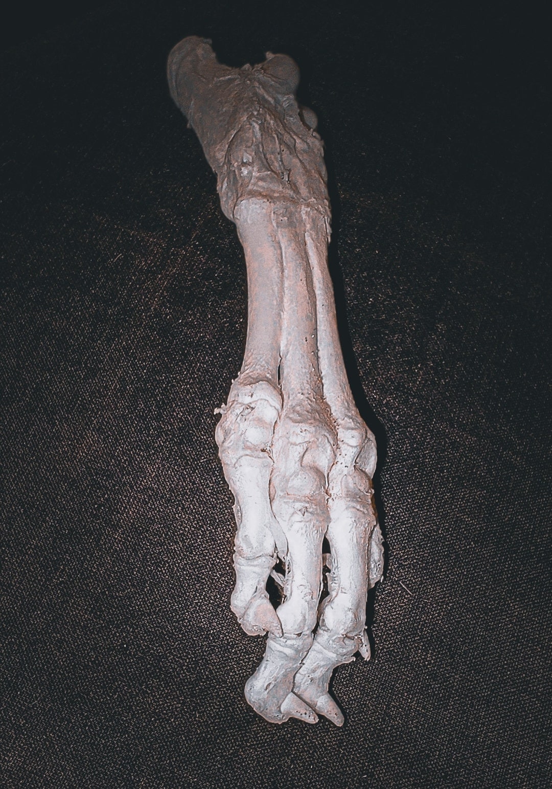 Black Hound Foot read Description - Etsy