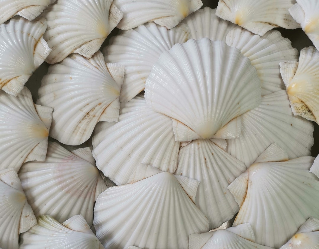 6 Large Scottish Scallop Shells 11cm+ (curved) - Etsy UK
