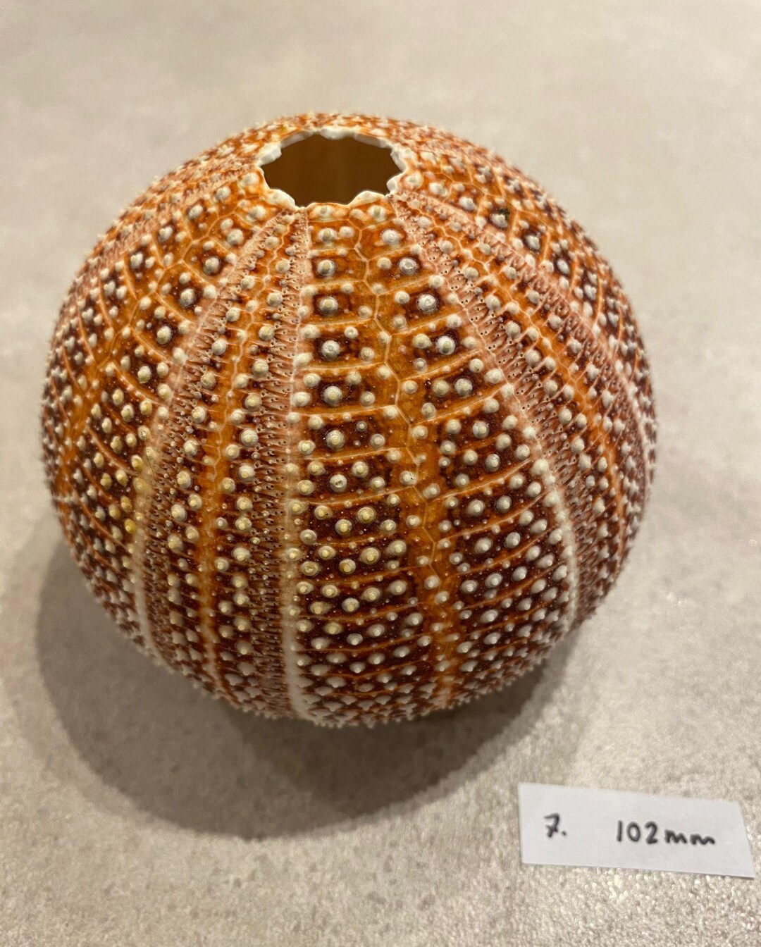 1 Extra Large Sea Urchin Shell 102mm Diameter - Etsy
