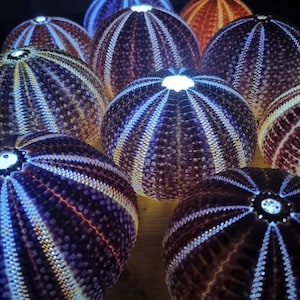 3 Large Sea Urchin Shells From North Scotland - 8-10cm Diameter - Etsy