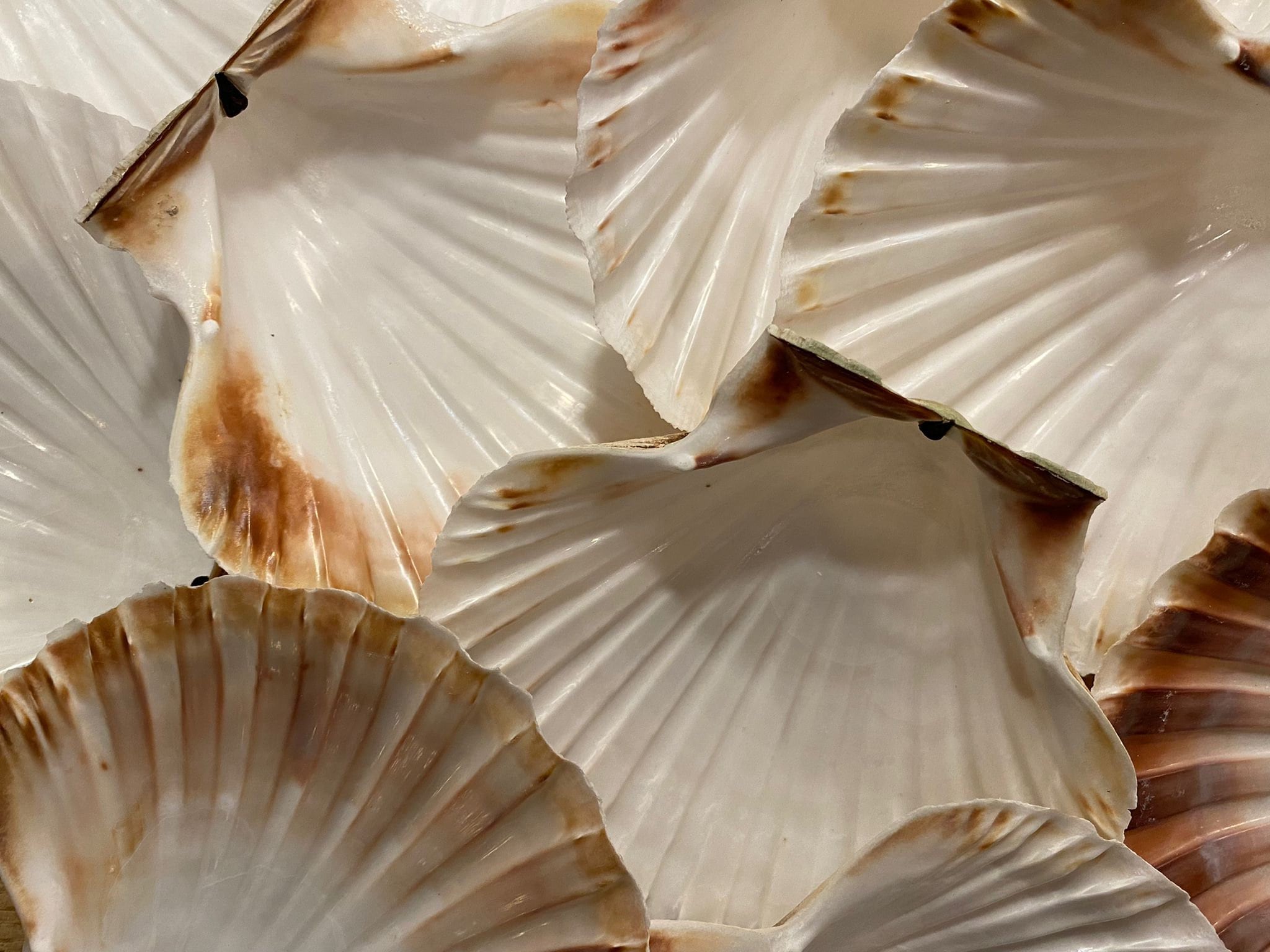 1 Large Scottish Scallop Shell 11cm curved - Etsy UK