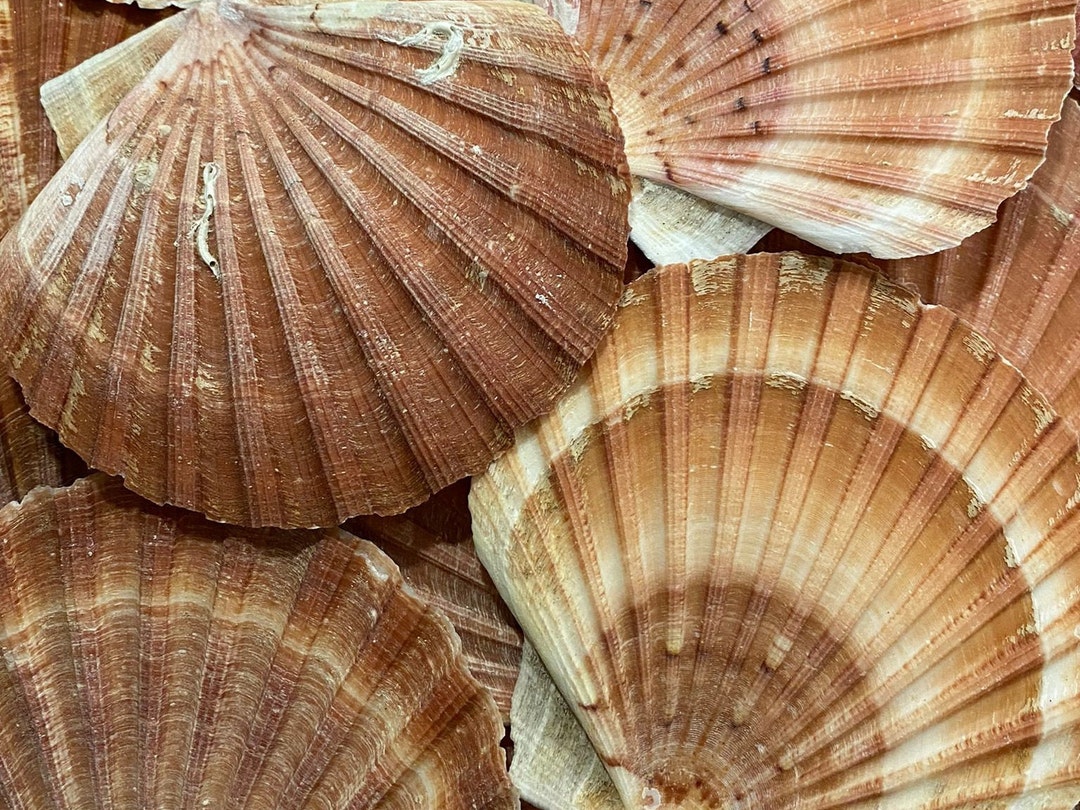 12 Extra Large Hand Dived Scottish Scallop Shells 13cm+ - Etsy UK