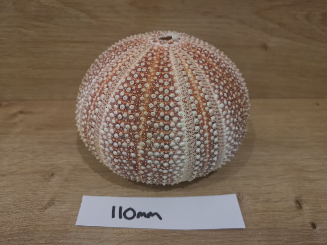 1 Extra Large Sea Urchin Shells From North Scotland 10cm - Etsy UK
