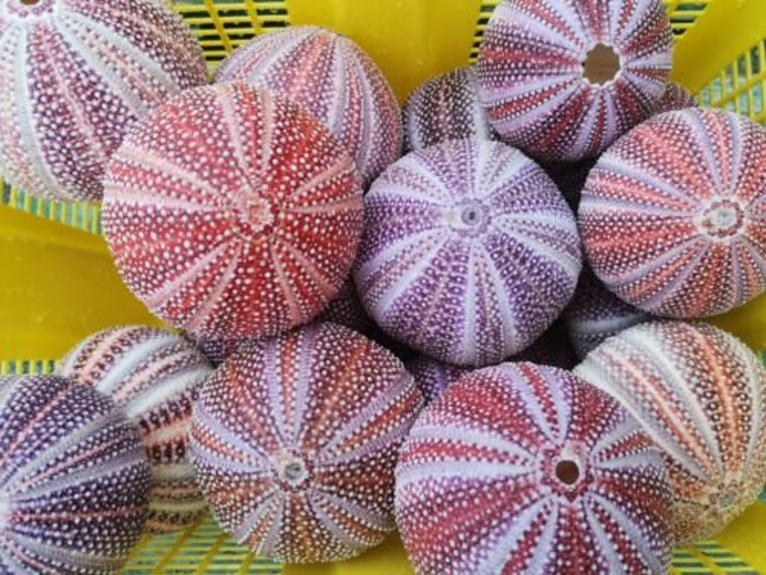 Beautiful Scottish Sea Urchin Shells Various Colours and Sizes 8cm 10cm ...