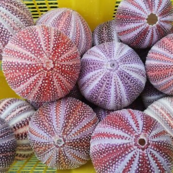 Sea Urchin Shells - Etsy