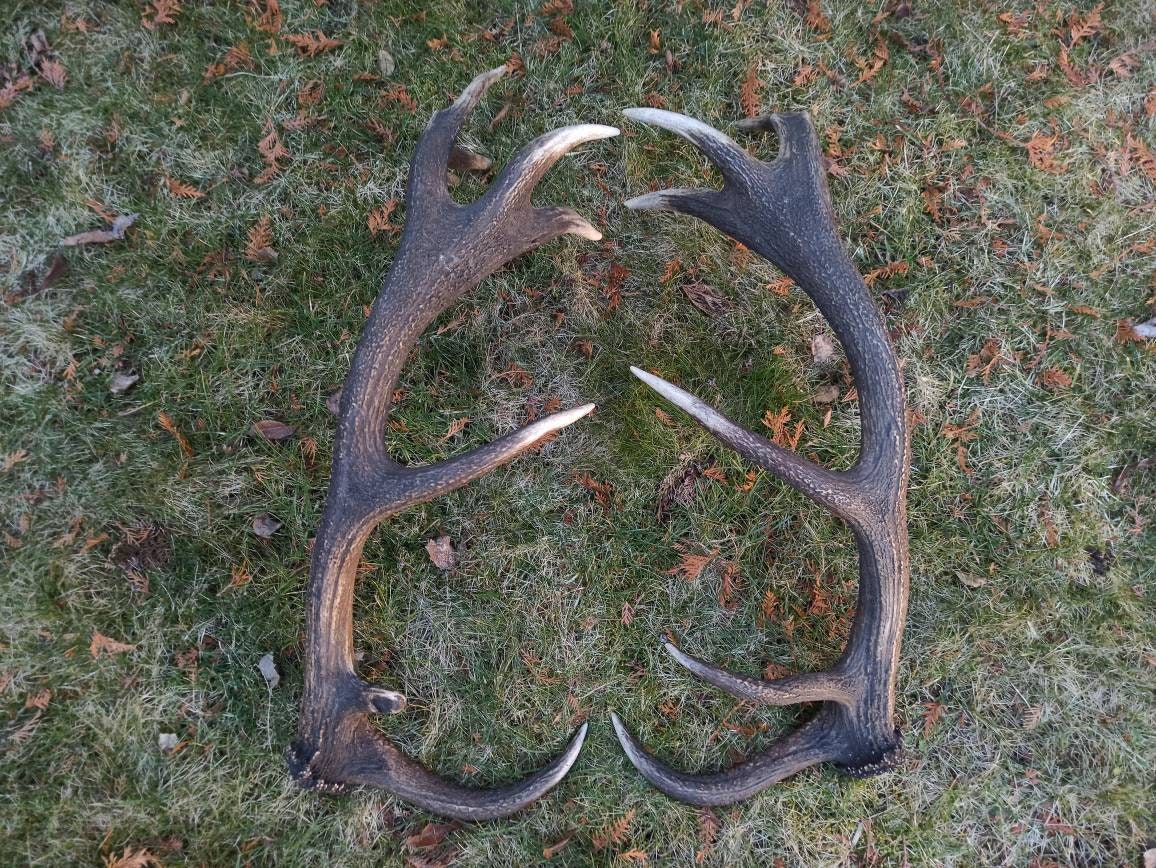 Real European Deer Sheds, Antler Pair, Antlers, Horns, Hand Picked Up ...