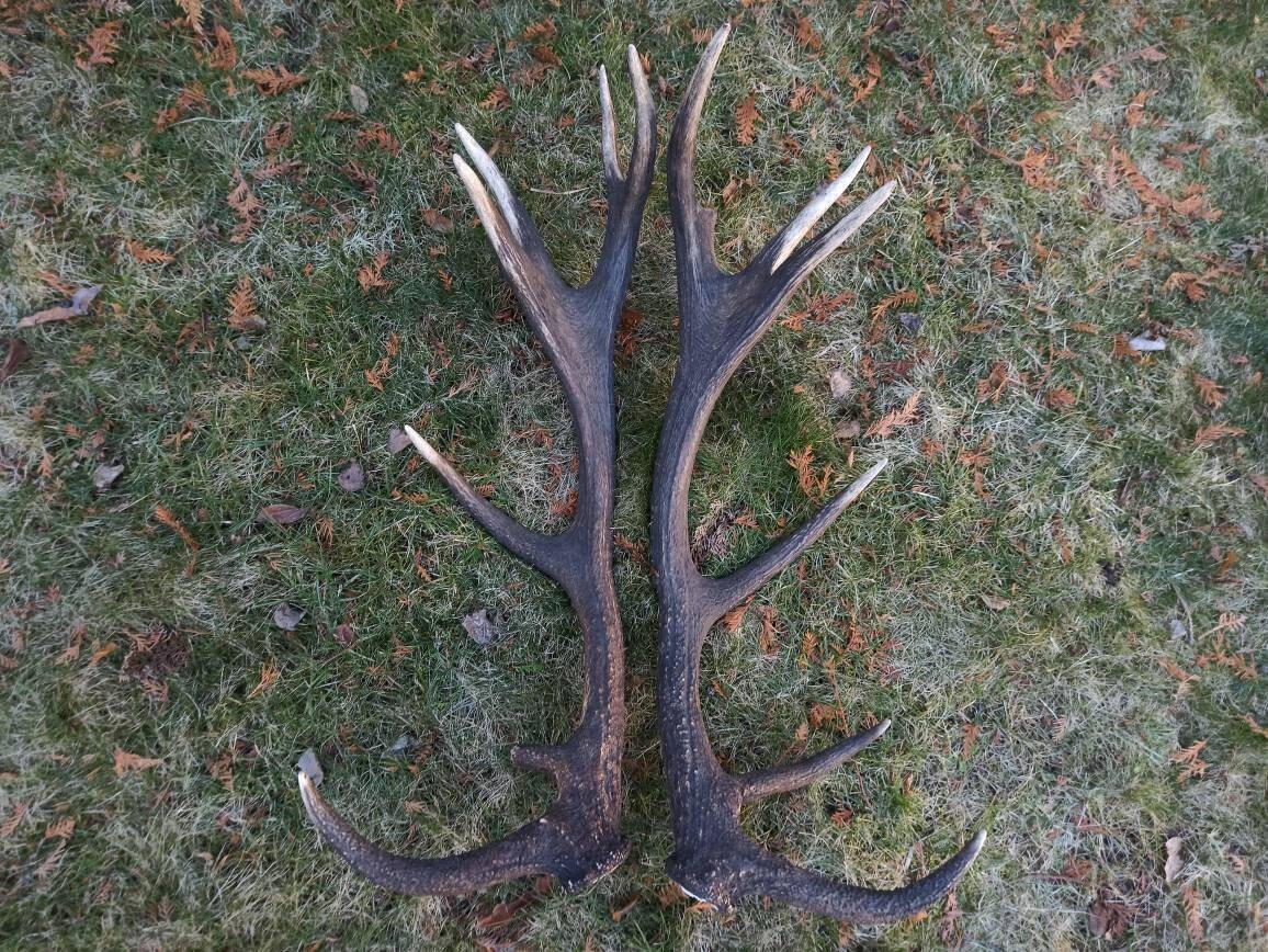 Real European Deer Sheds, Antler Pair, Antlers, Horns, Hand Picked Up ...