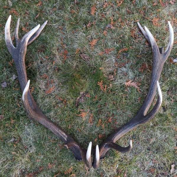 Real Deer Antlers - Etsy