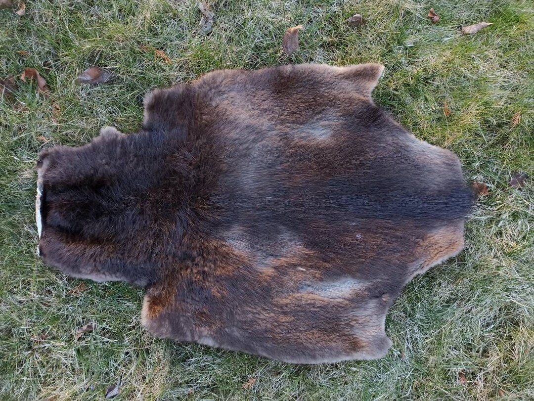 Beaver Skin Real European Beaver Fur| Beaver Skin Perfect Home Decor ...