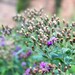 Native Plant Variety Pack- 5 Seed Packs - Save 15%! Wildflower Seeds ...