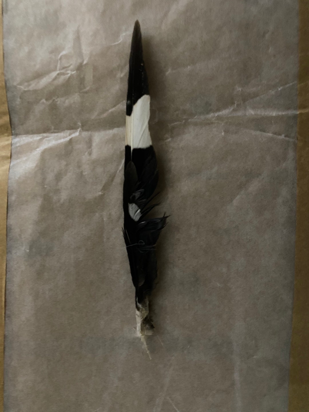 Rich al hoodhood 1 plume ريش الهدهد reech el houdhoud - Etsy France