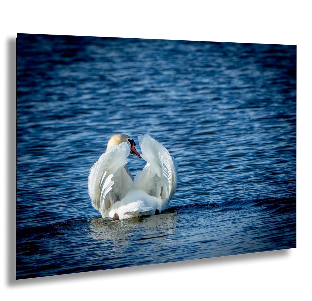 Swan Serenade: Grace on the Water - Etsy