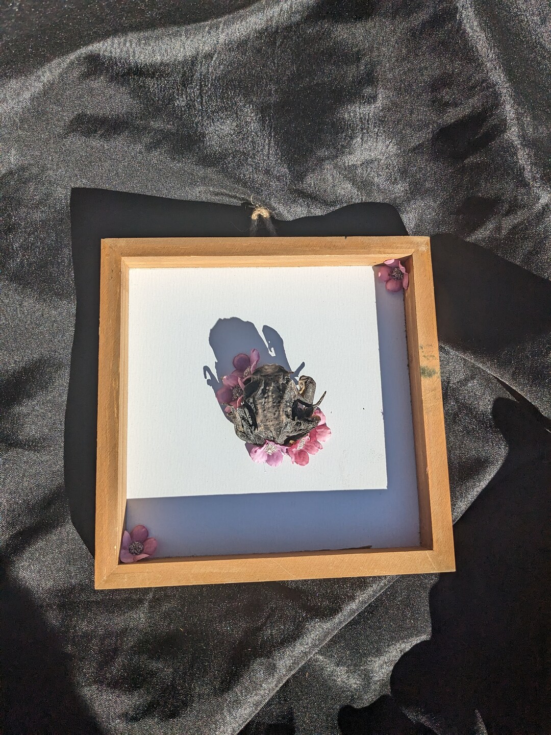 Mummified Toad Display A - Etsy