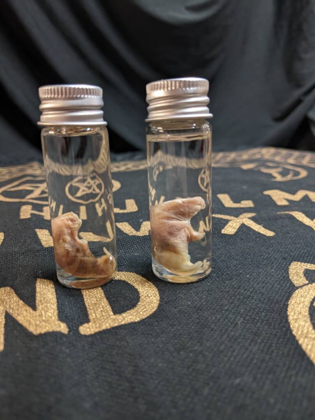2 Damaged Pinky Mice Wet Specimen - Etsy