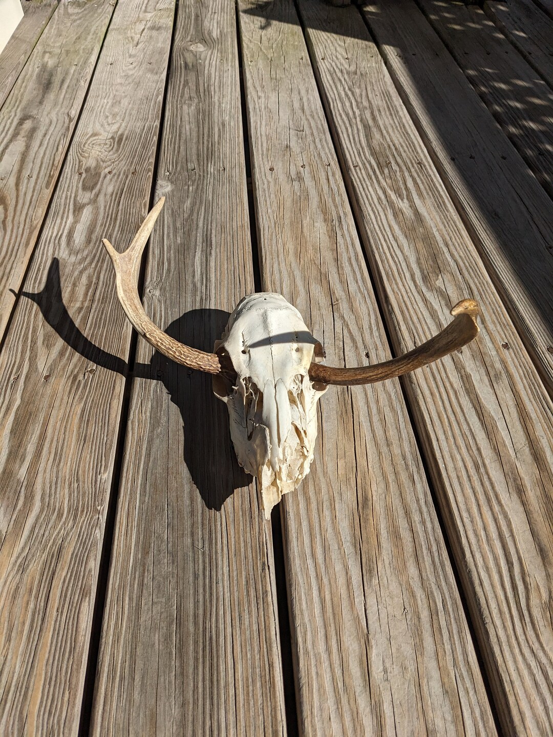 Horned Doe Skull - Etsy