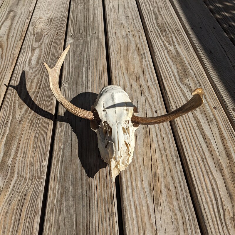 Painted Animal Skull - Etsy