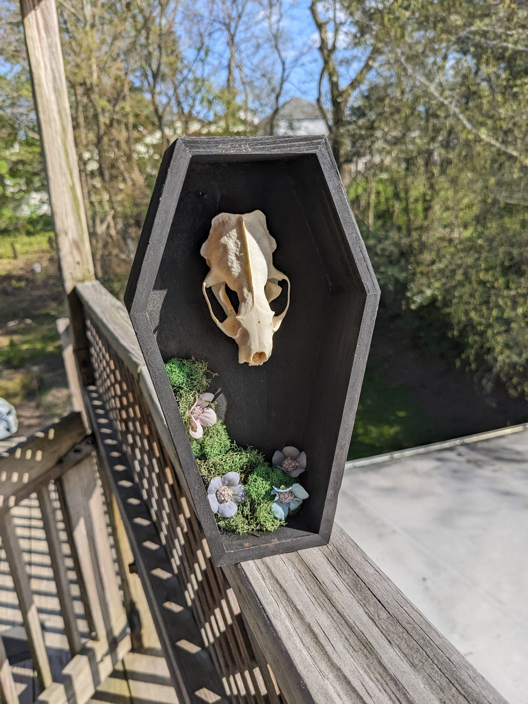 Coffin Mink Skull Display - Etsy