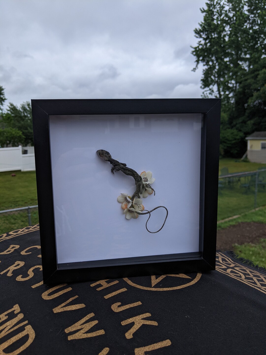Iguana Shadow Box - Etsy