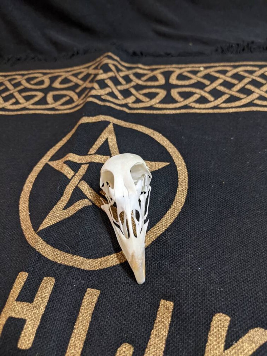 Pheasant Skull - Etsy