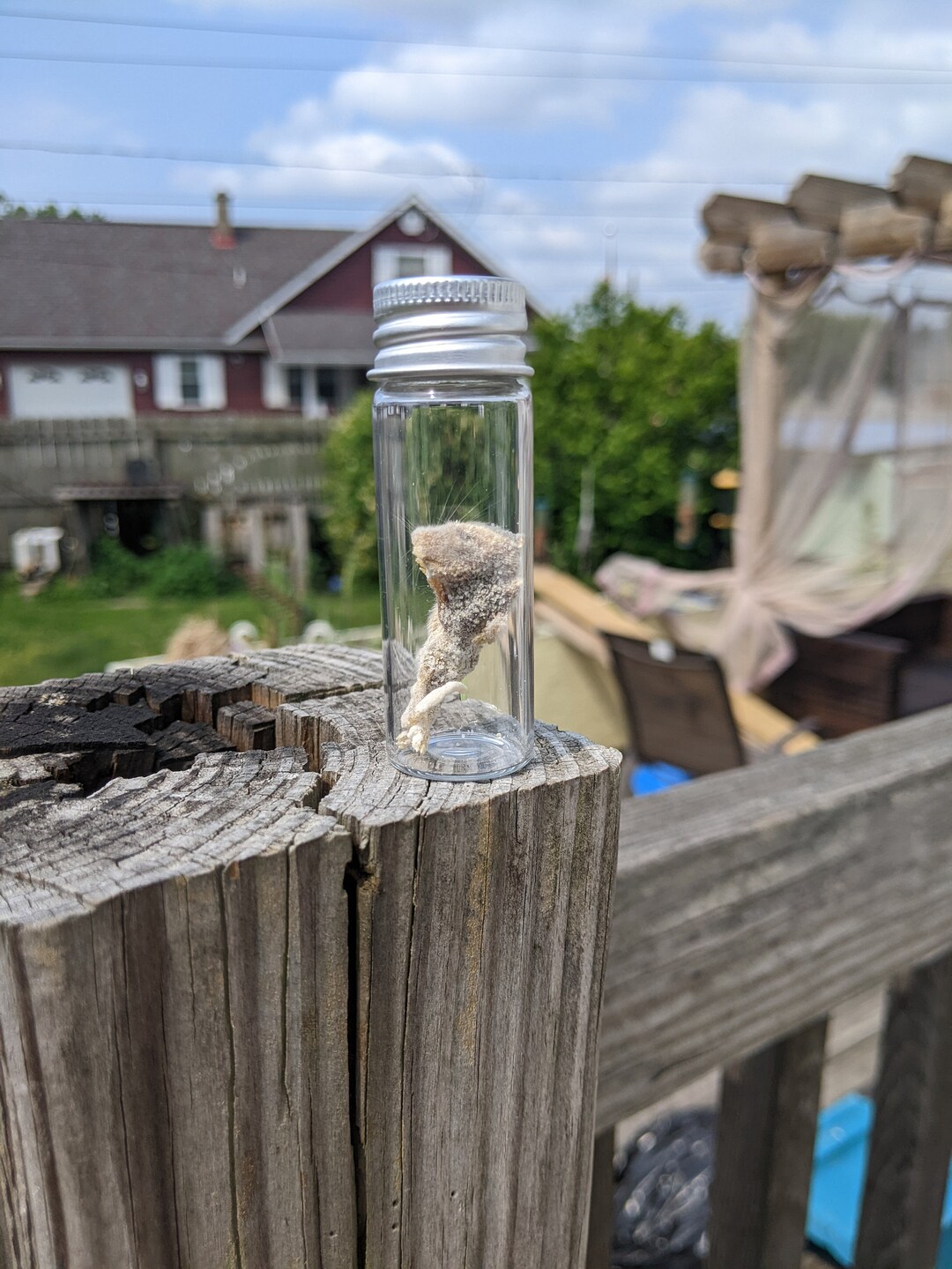 Mummified Fuzzy Mouse - Etsy