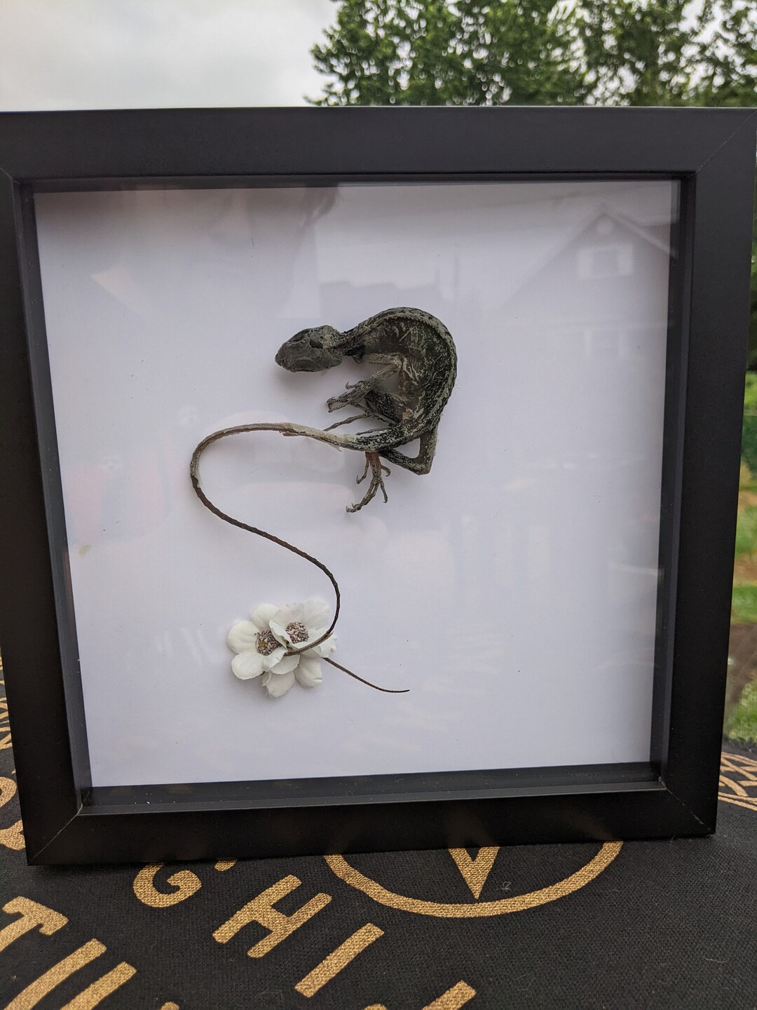 Iguana Shadow Box - Etsy