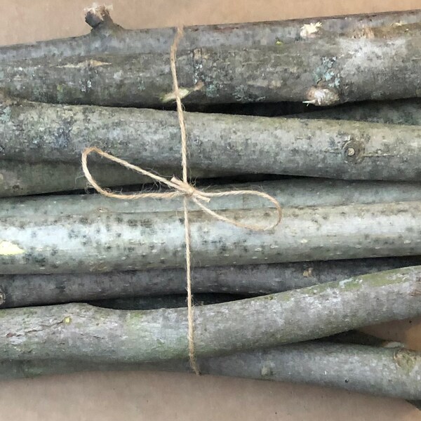 Small Birch Branches - Etsy