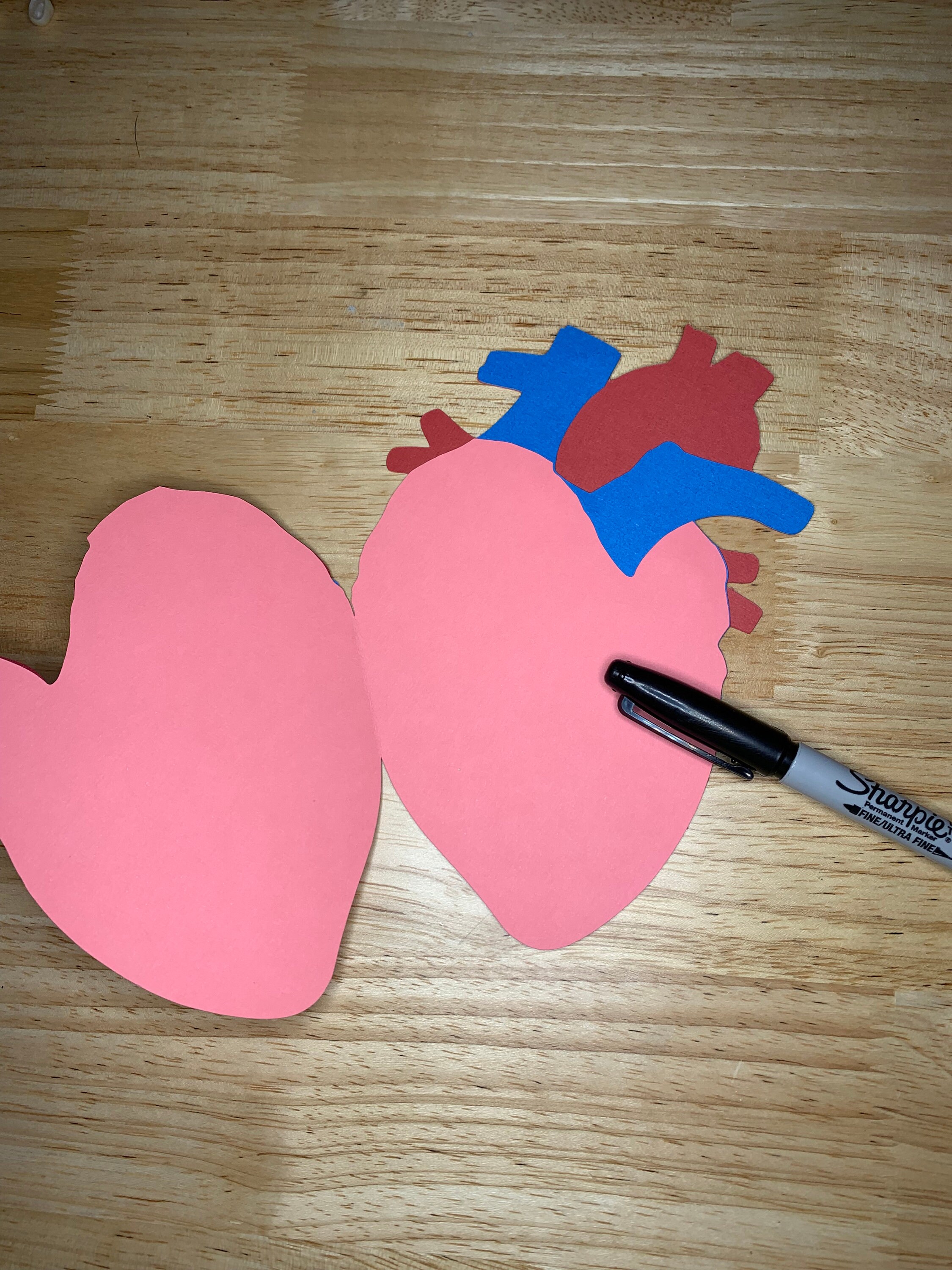 Valentine's Day Card, SVG, Heart Card Template, Cut File, Anatomy - Etsy