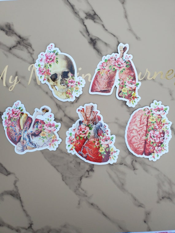 Nurse Sticker Human Organ Sticker Heart Sticker Brain - Etsy
