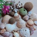 A Mix of Marine Treasures.conch. Neptune Grass. Sea Shells. Natural ...
