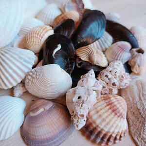 Natural Marine Finds. Conch. Sea Shells. Natural Shells. Beach Decor ...