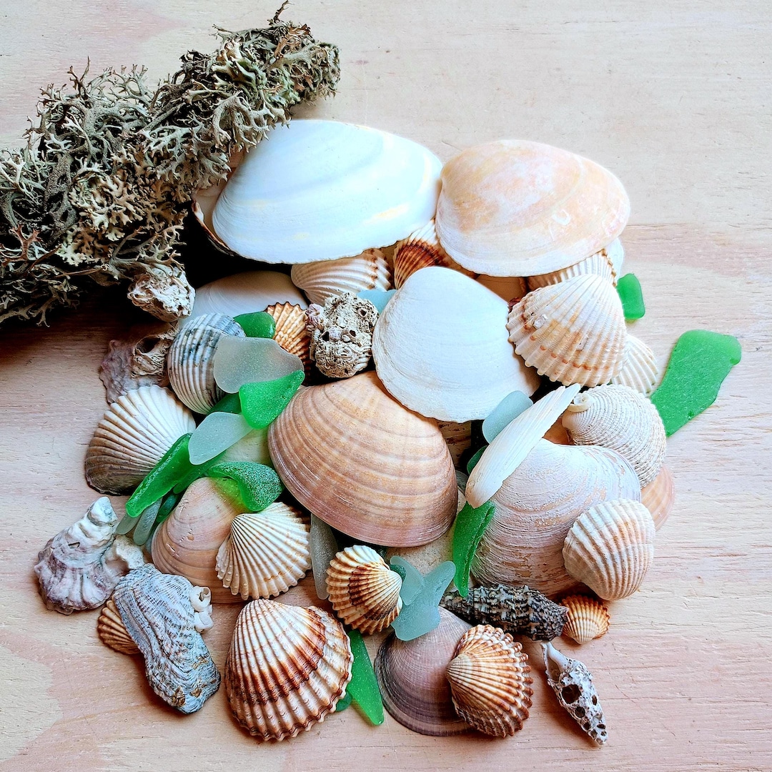 Mix of Beach Finds. Sea Glass. Conch.sea Shells. Natural Shells. Beach ...