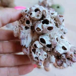 A Mix of Marine Treasures.conch. Neptune Grass. Sea Shells. Natural ...