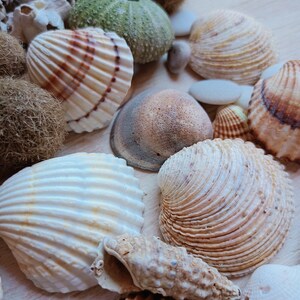 A Mix of Marine Treasures.conch. Neptune Grass. Sea Shells. Natural ...