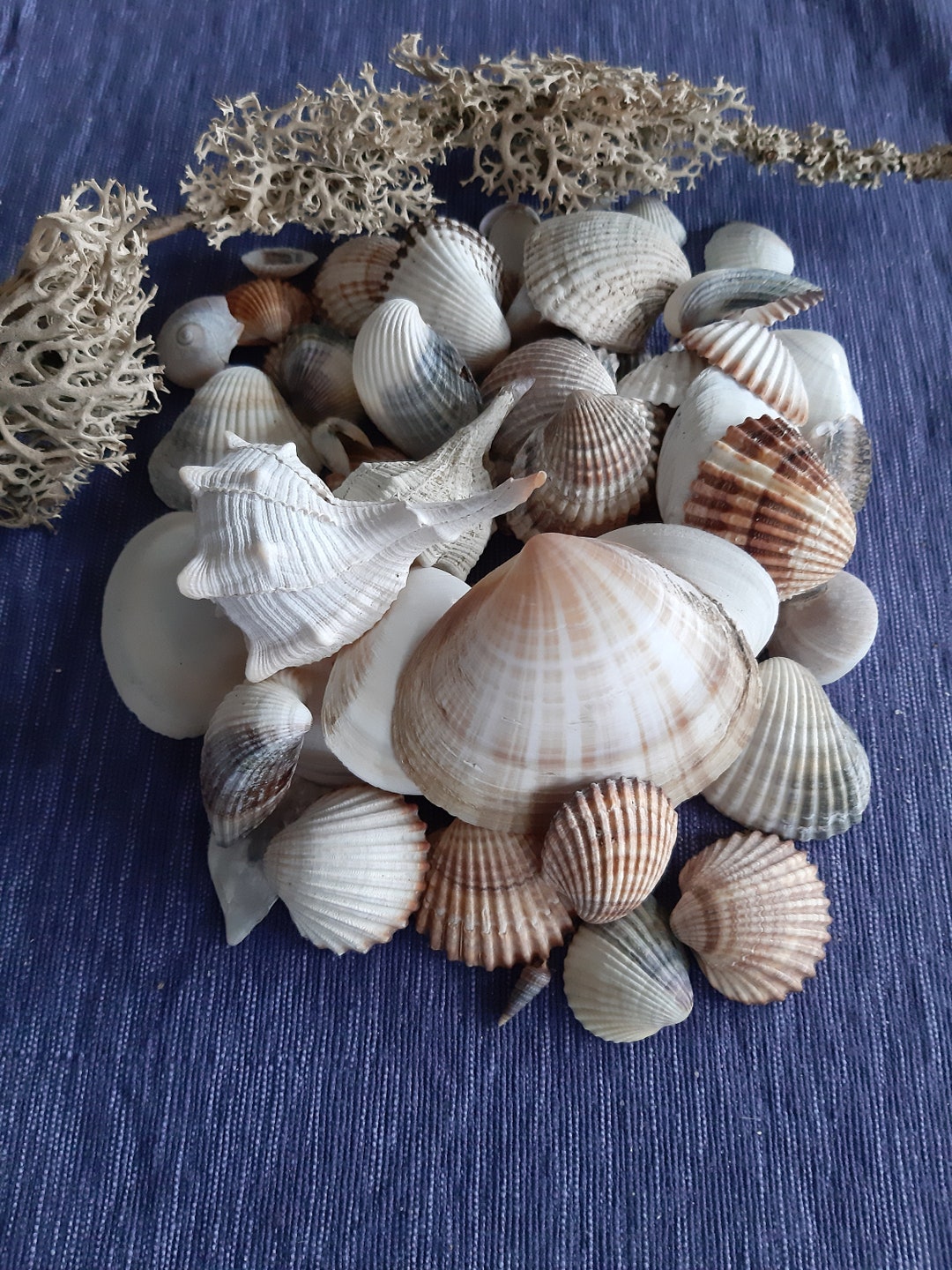 A Mix of Coastal Mussels. Aquarium Filler. Natural Seashells. Mussels ...